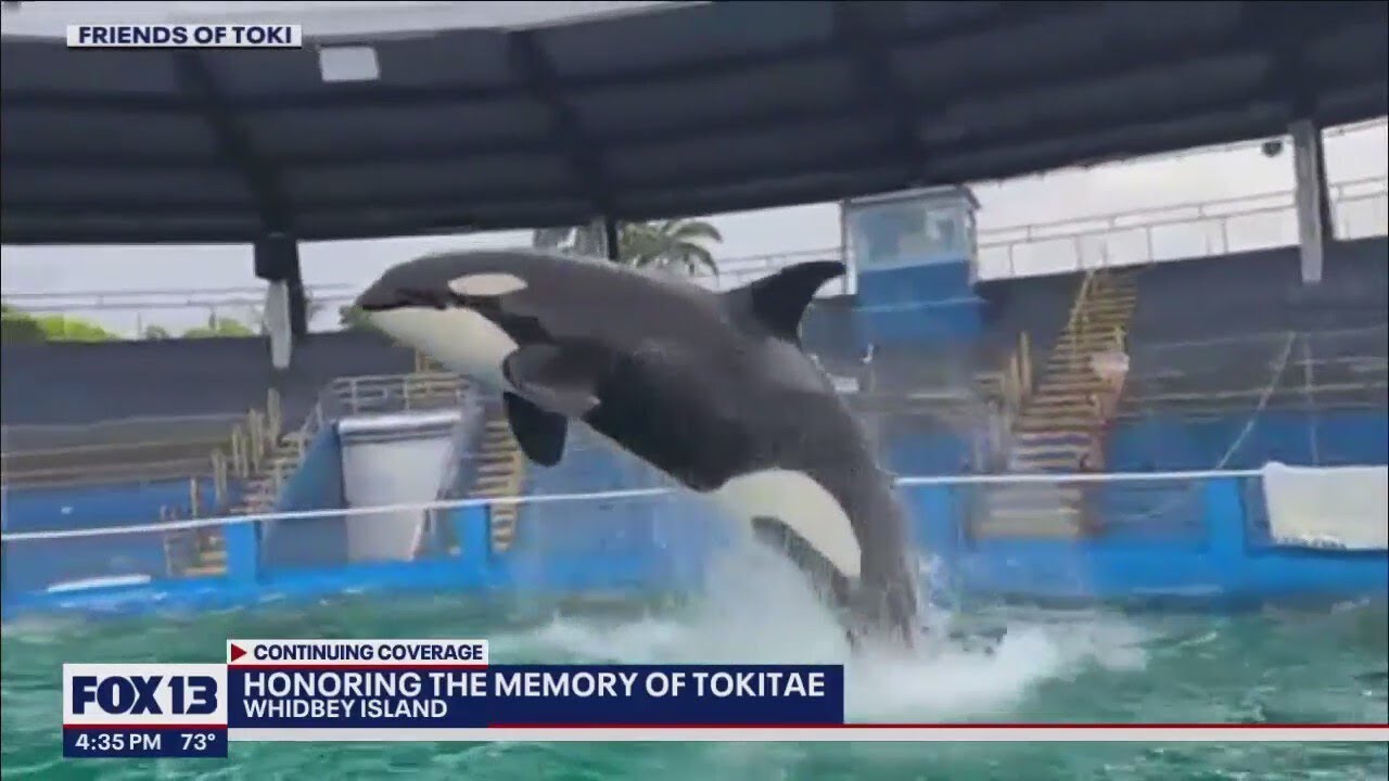 Remembering Tokitae: Vigil held in Washington and Florida | FOX 13 ...