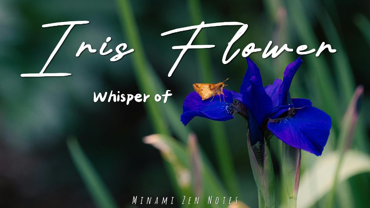 Relaxing music | Whisper of Iris Flower: To die is to be reborn. Positive change | Calm Your ...