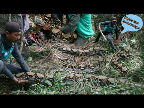 DETIK-DETIK TERTANGKAP NYA MONSTER ULAR PYTHON TERBESAR DI RIAU,ASLIII ...