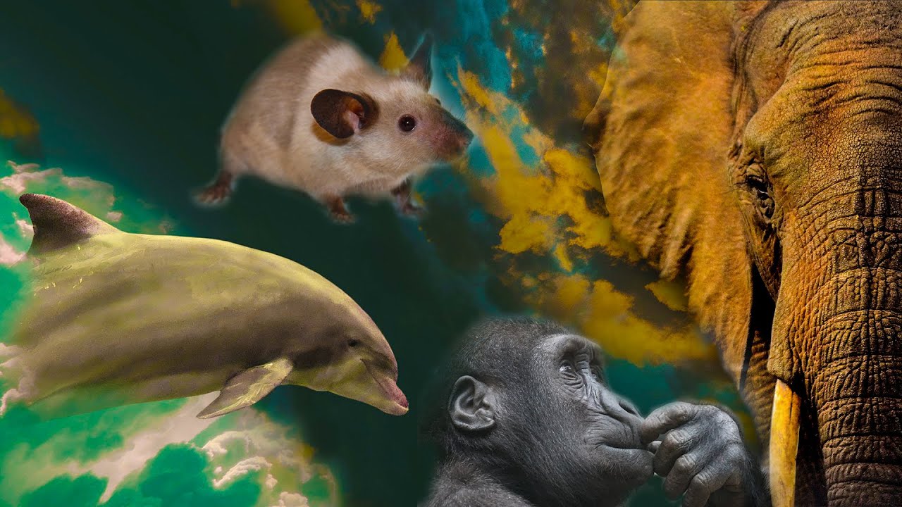 CUÁLES SON LOS ANIMALES MÁS INTELIGENTES - YouTube