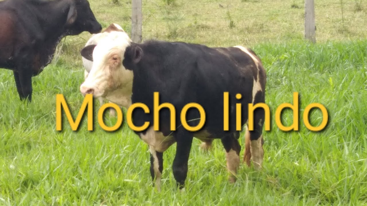 146- Mochar bezerro em 2 minutos sozinho no ferro quente. - YouTube