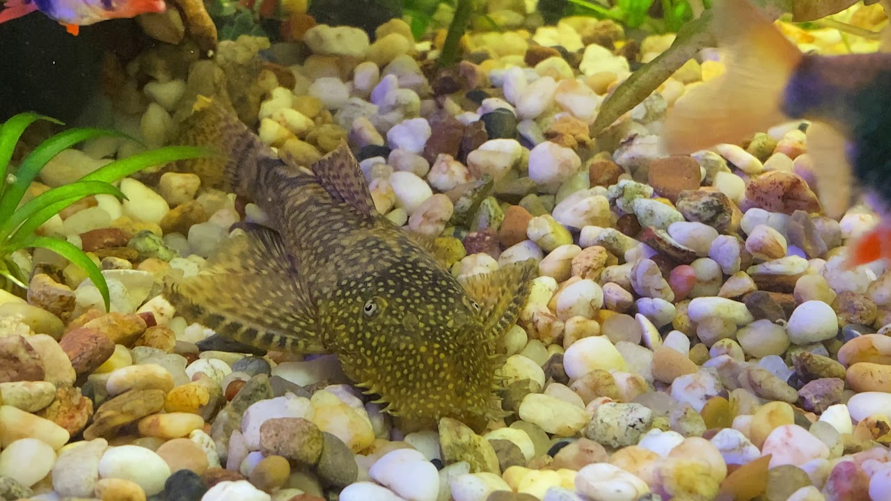 Blue ray fish tank - YouTube