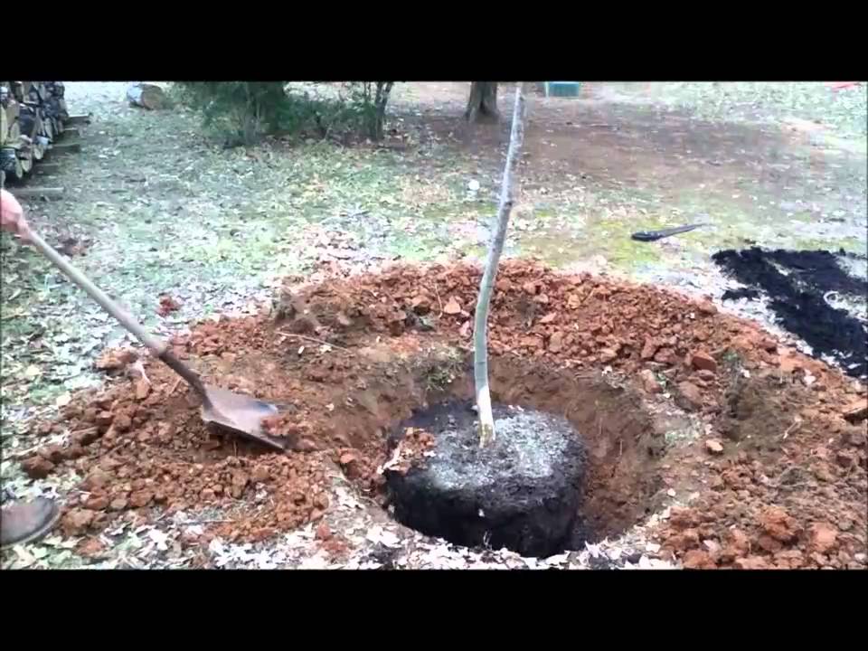 How To Plant a Tree - YouTube