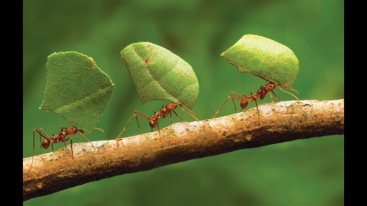 We must learn about from the ants - YouTube