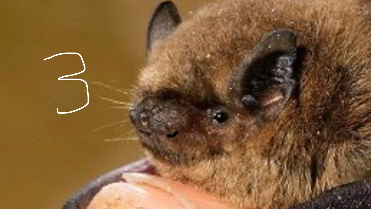 Third announcement from microbat 5000 - YouTube