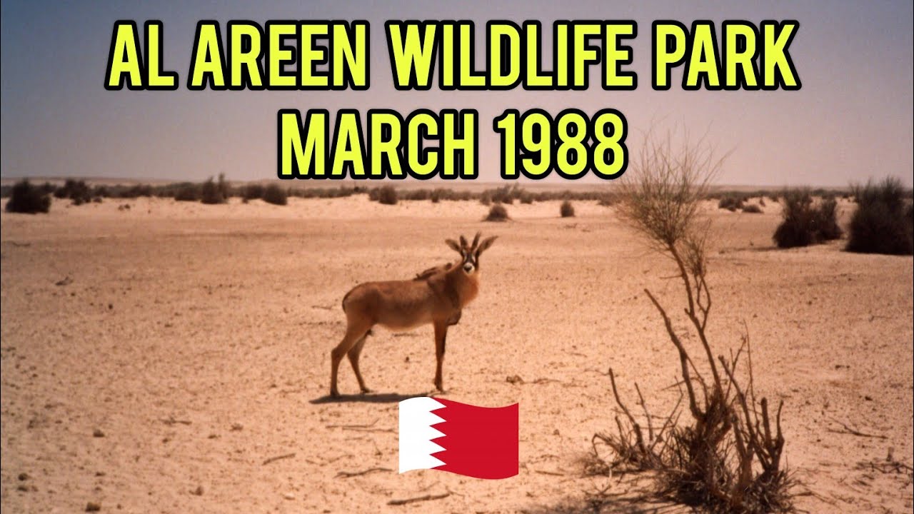 March 1988 - Bahrain (Al Areen Wildlife Park) - YouTube