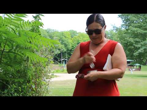 Misty Cook - Gathering and Using Sumac - YouTube