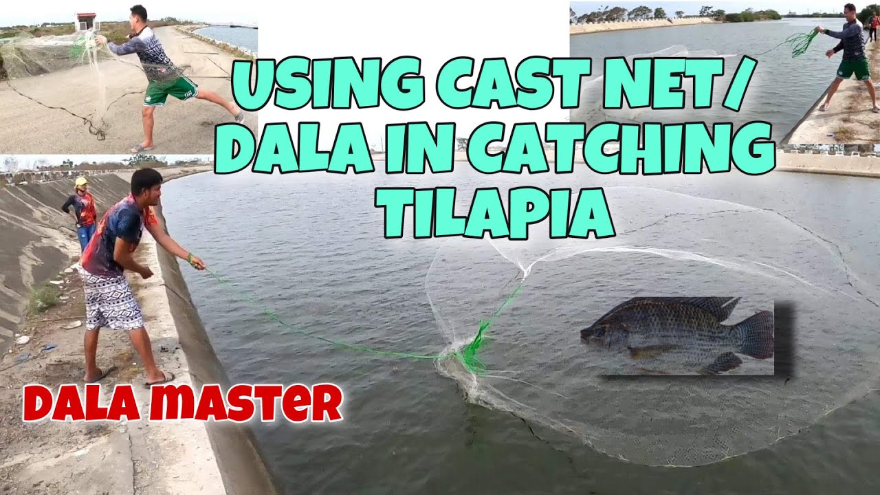 HOW TO USE CAST NET(DALA) TO CATCH TILAPIA||FISHING IN TAIWAN ...