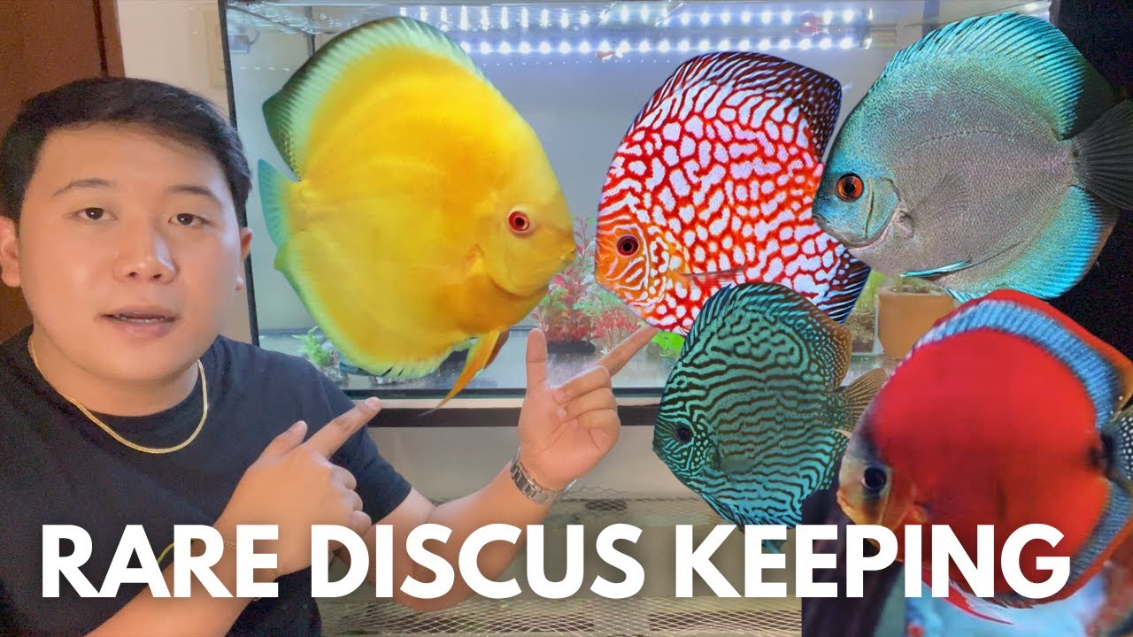 Discus Philippines || Yellow Albino Rafflesia: Altum Flora: Diamond ...