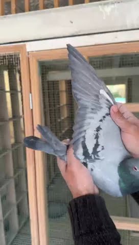 Blue bar racing pigeon top quality race played 480 gps - YouTube