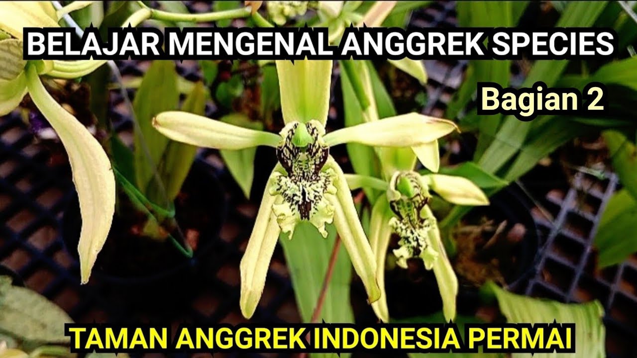 Mengenal 20 Jenis Anggrek Species Di Taman Anggrek Indonesia Permai ...