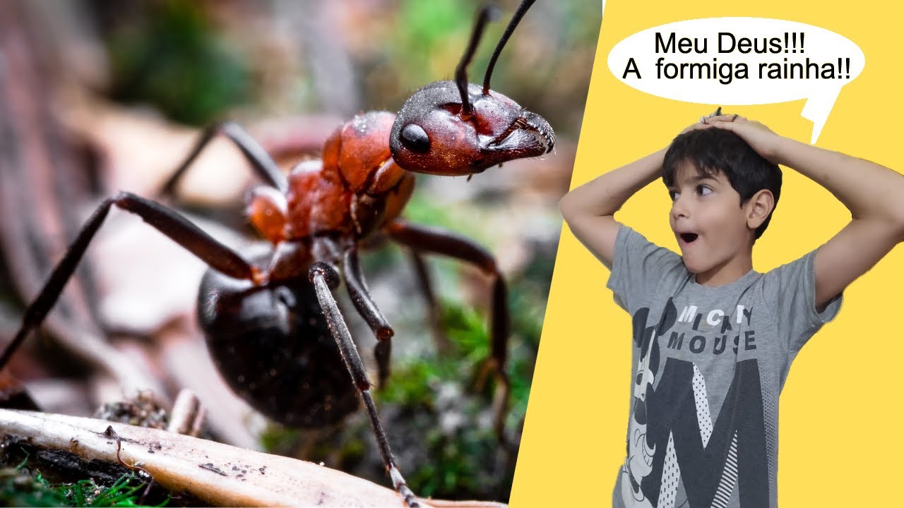 Início da colônia de formigas, captura da rainha - Parte 1 - YouTube