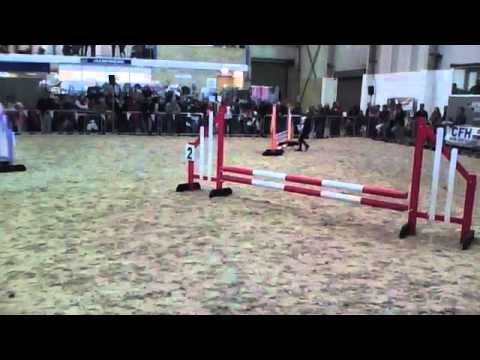 Dog Show Jumping - YouTube