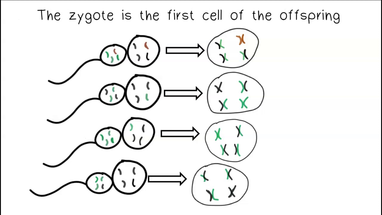 Sources of Variation - YouTube