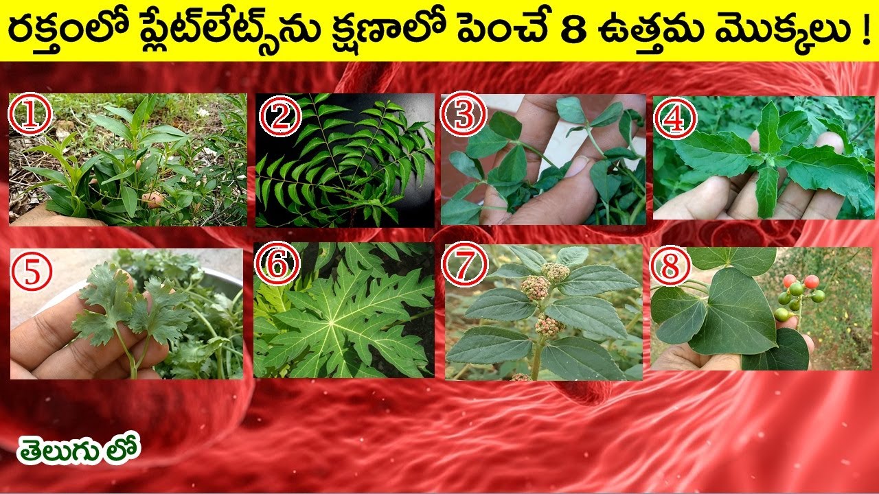 రక్తంలో ప్లేట్ లేట్స్ ను క్షణాల్లో పెంచే 8 ఉత్తమ మొక్కలు! || 8 ...