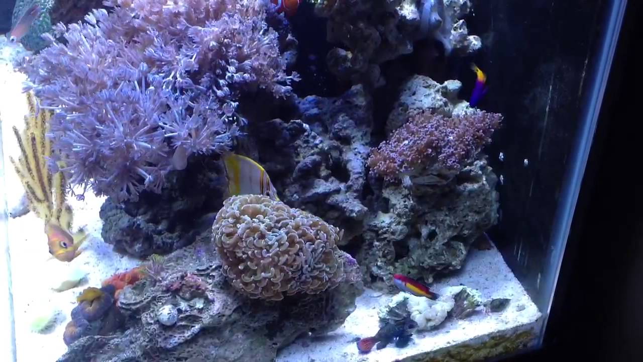 Rimless Tank Deep Blue Professional 57 Gallons- 18th update - YouTube