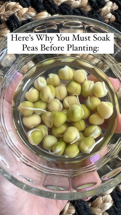Do this before planting peas in the garden! Soak them for 24 hrs in ...