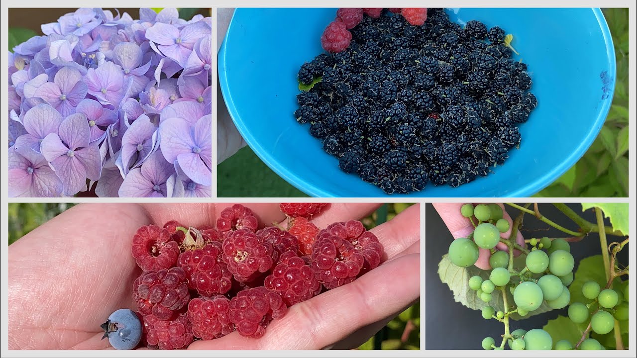 Blue Raspberry Plant