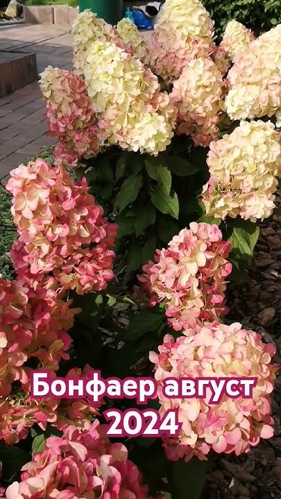 Бонфаер Гортензия Метельчатая - YouTube