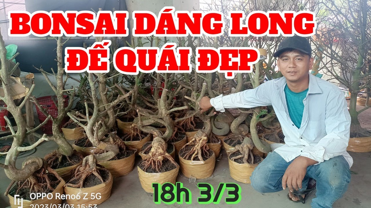 3/3 🔴Mai vàng anh Sự Chợ Gạo mới về siêu phẩm bonsai dáng lang bay lắc ...