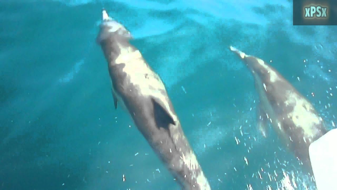 Real Life Dolphin Dive - YouTube