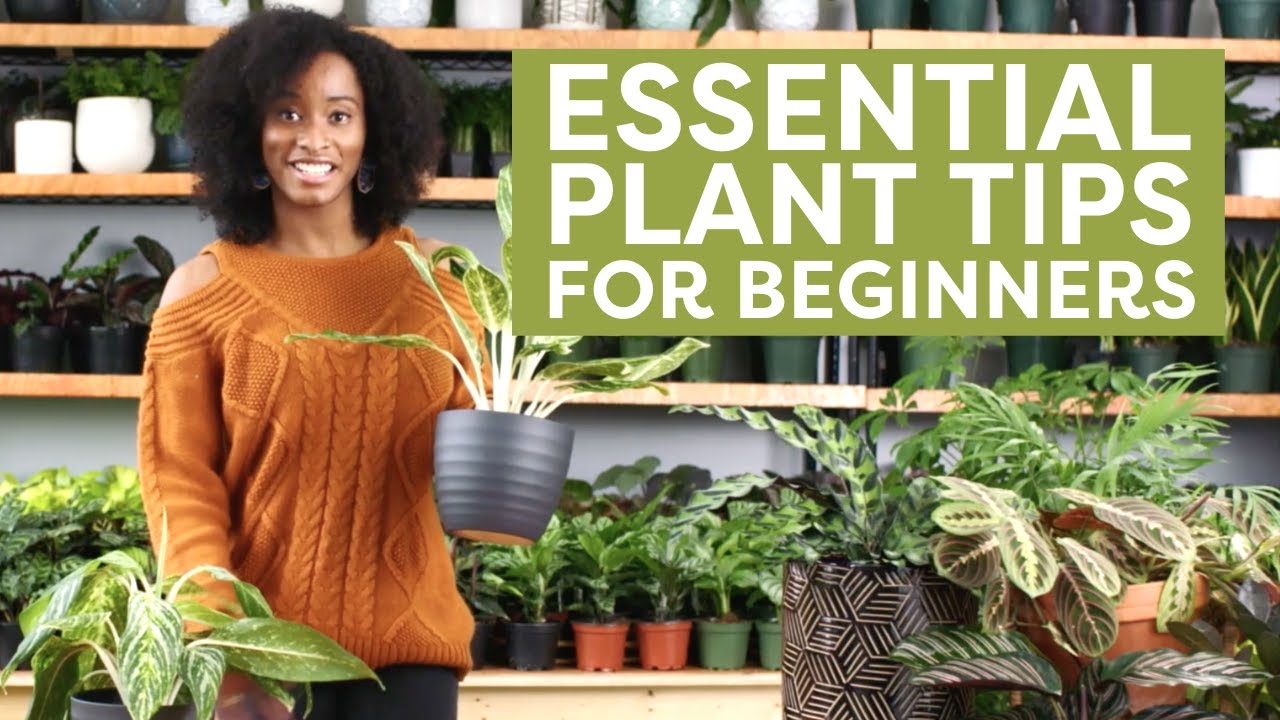 Essential Plant Tips for Beginners! | HGTV Handmade - YouTube