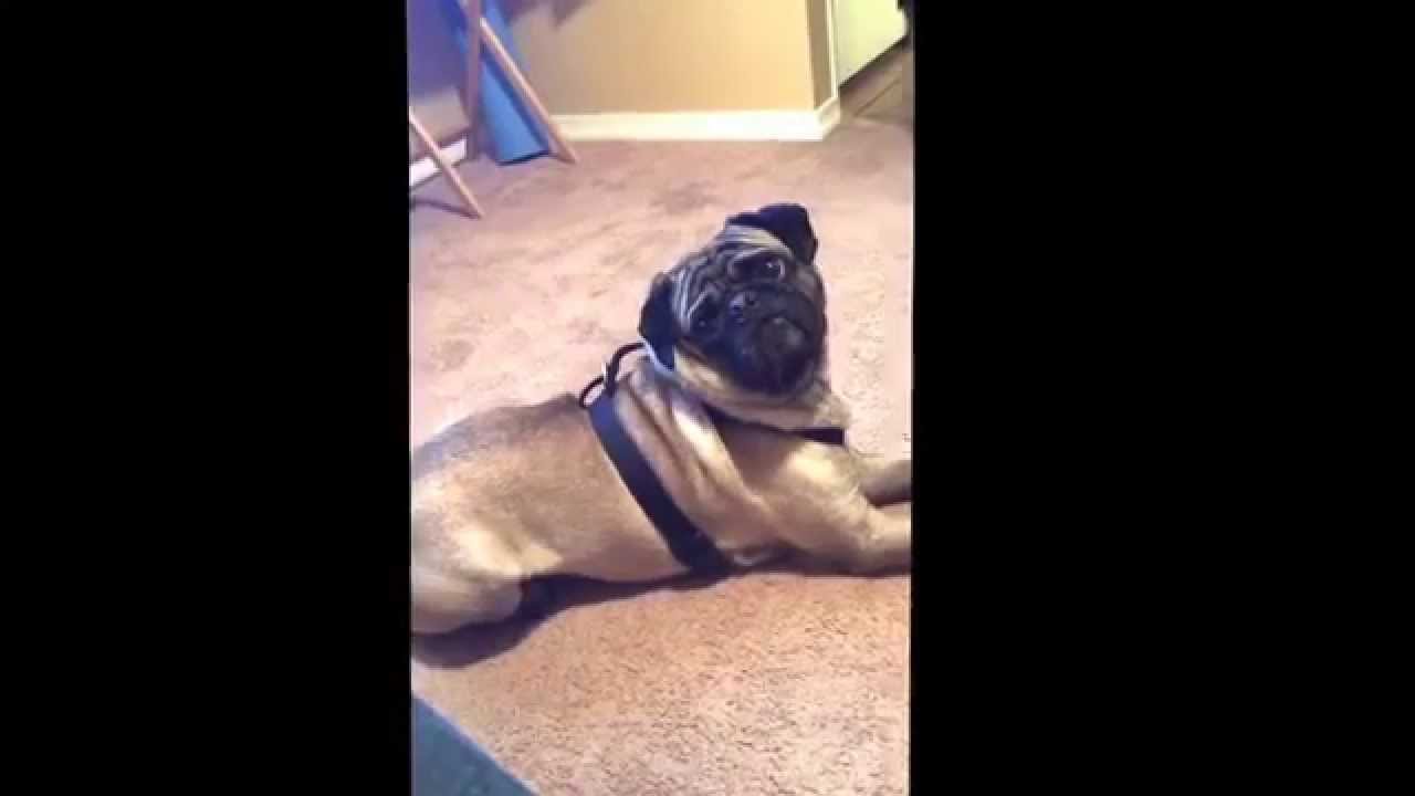Funny Pug wolf howling - YouTube