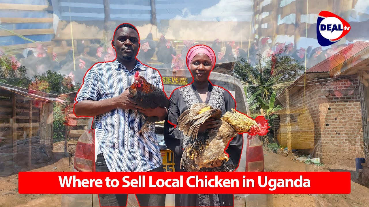 How to Find Market for Local Chicken in Uganda 🐔📈 | Tips from Bsix ...