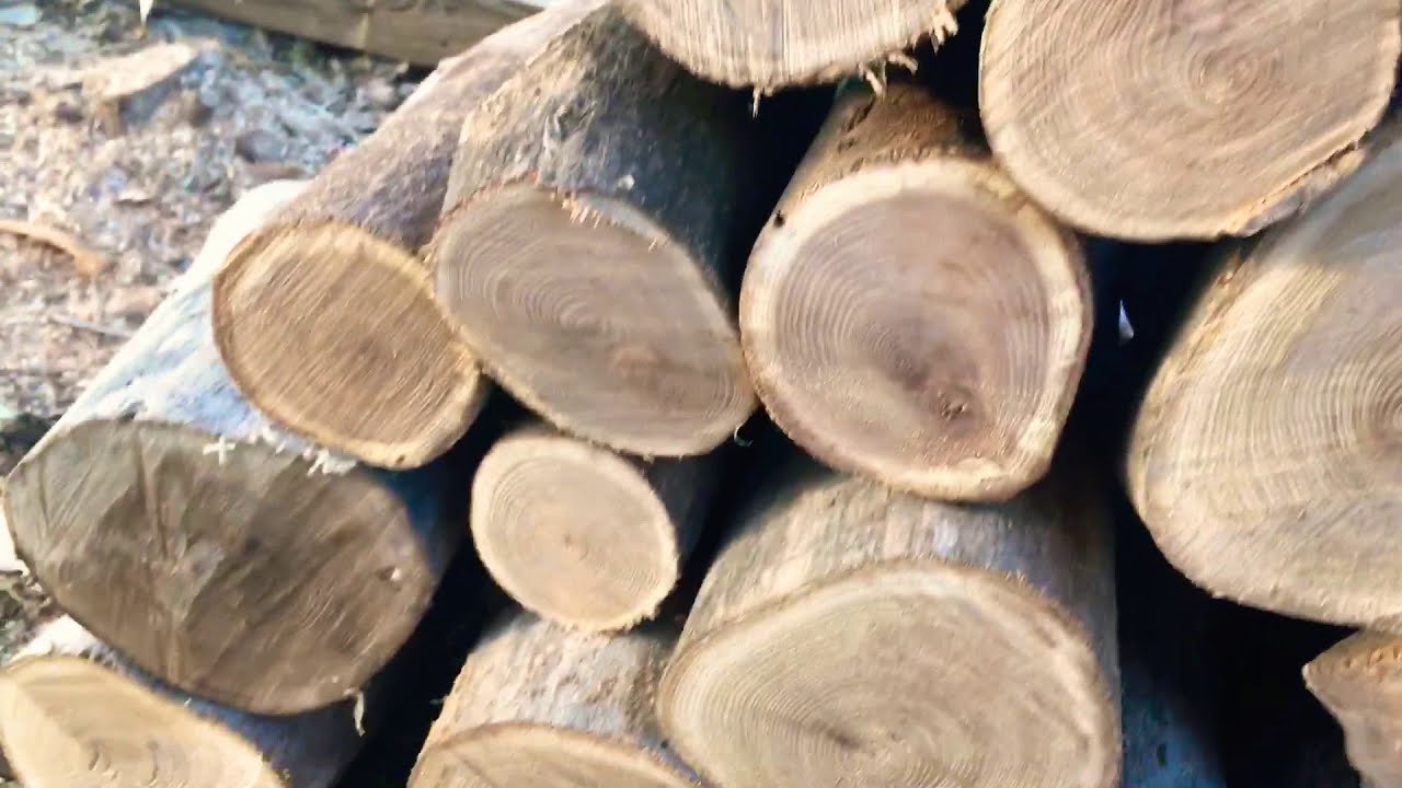 Barkless elm splits surprisingly easy - YouTube