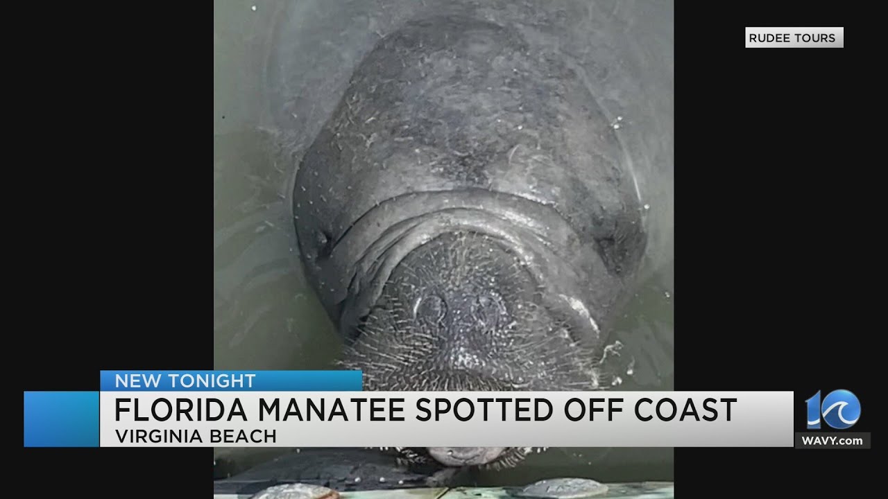 Holy cow! Manatee spotted in Virginia Beach - YouTube