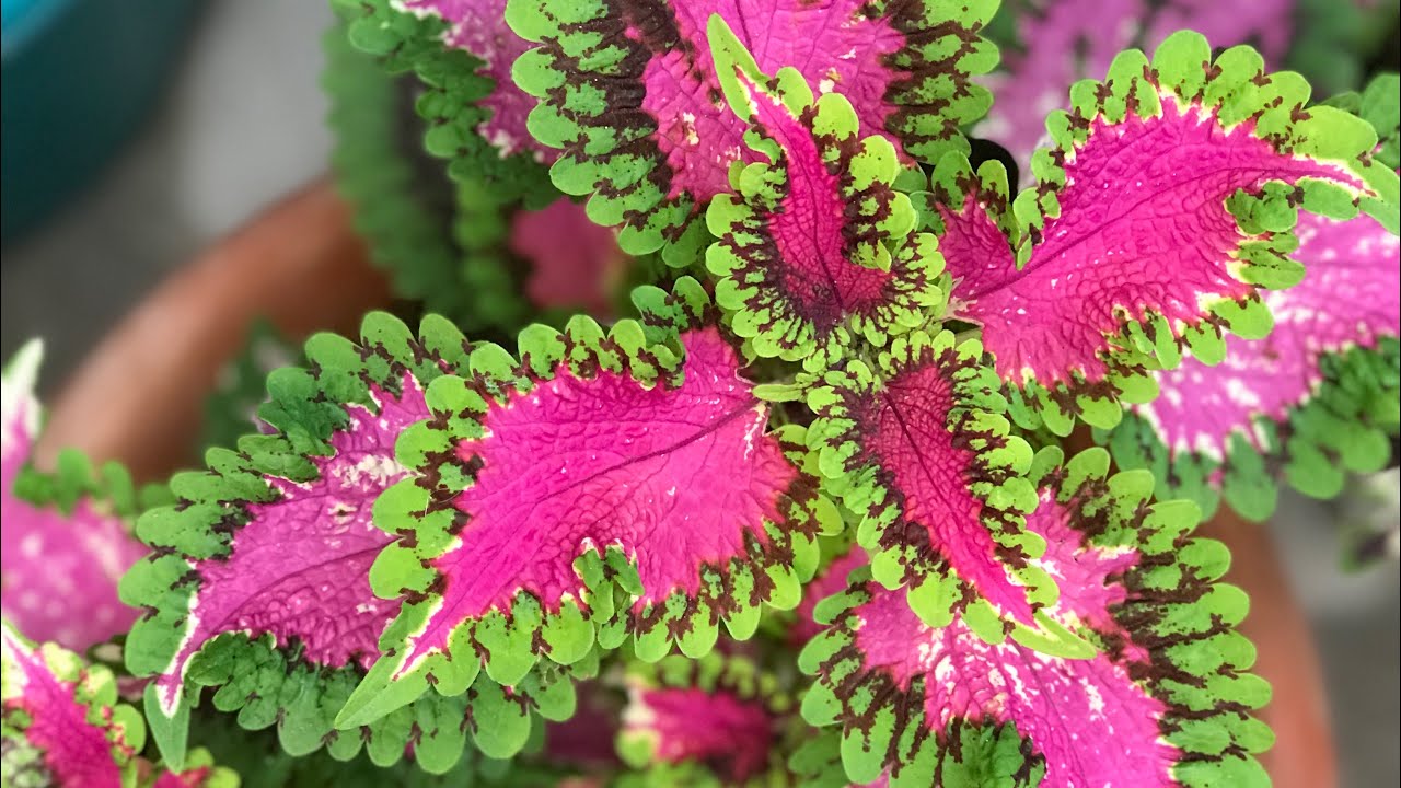 My Coleus collection |How to care and grow Coleus |Beautify your garden ...