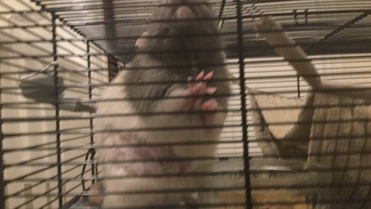 After Hobnob’s Operation | Rat Recovery | FlyingNote - YouTube