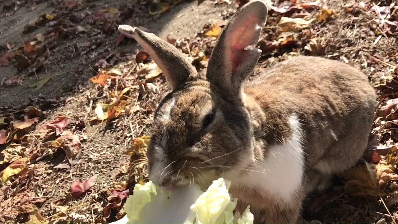 What would happen if you gave vegetables to a scarred and brave rabbit ...