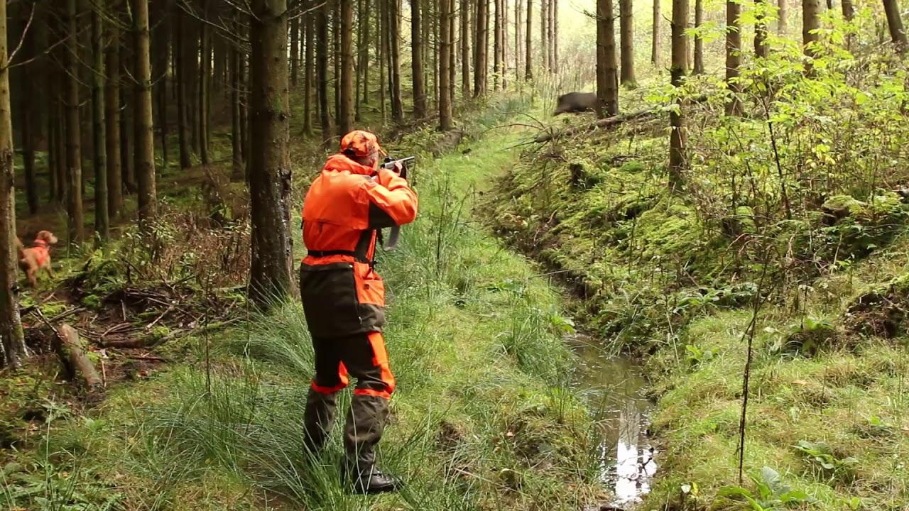 Schwarzwildfieber Luxemburg / Wild Boar Hunting in Luxembourg - YouTube
