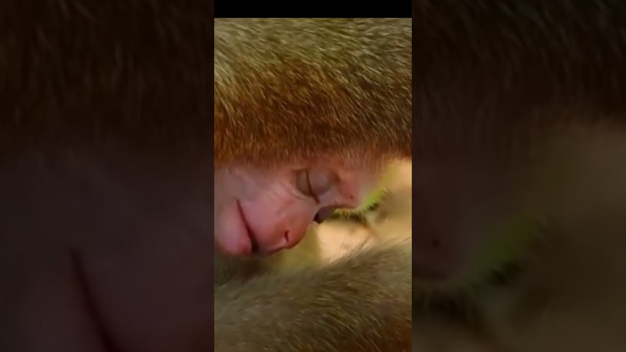 Cute Baby Monkeys, Love Baby Monkeys I mix Baby Clip Today ! Adventure Live - YouTube