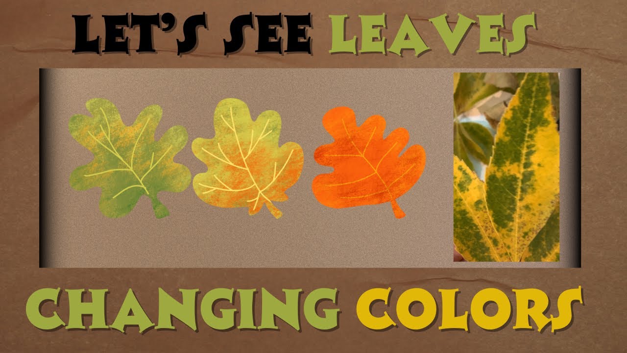 Miss Annette's Autumn Adventure: Exploring Changing Leaves with ...