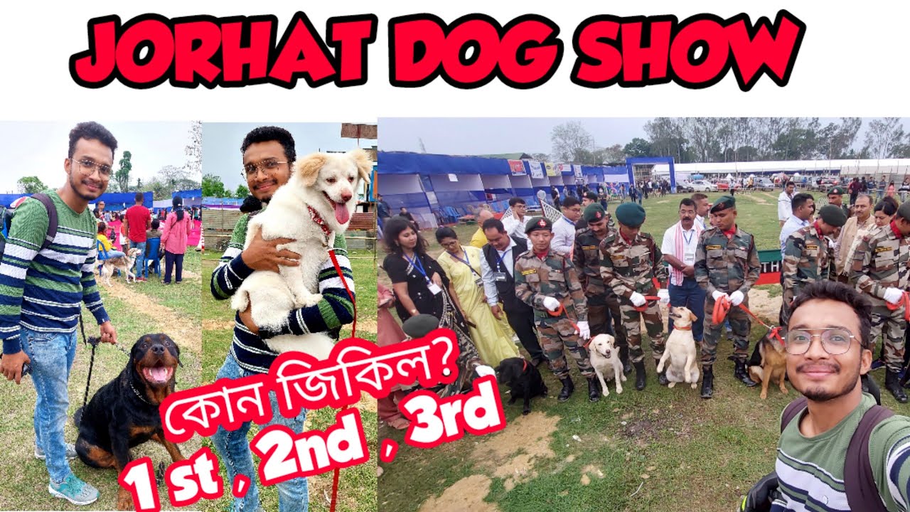 Dog show Jorhat | Cute puppy 🐶 | #jorhatdogshow First time ever | #pug ...