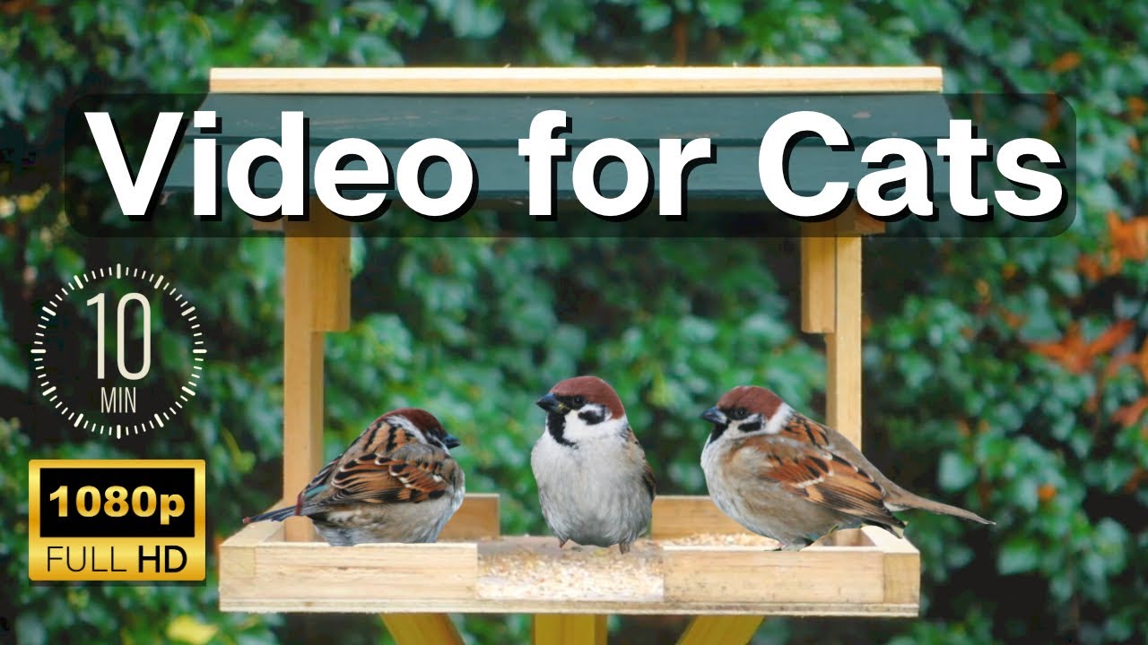 Cat TV for Cats to Watch 😸 VERY Popular Bird Table | 10 Minute ...