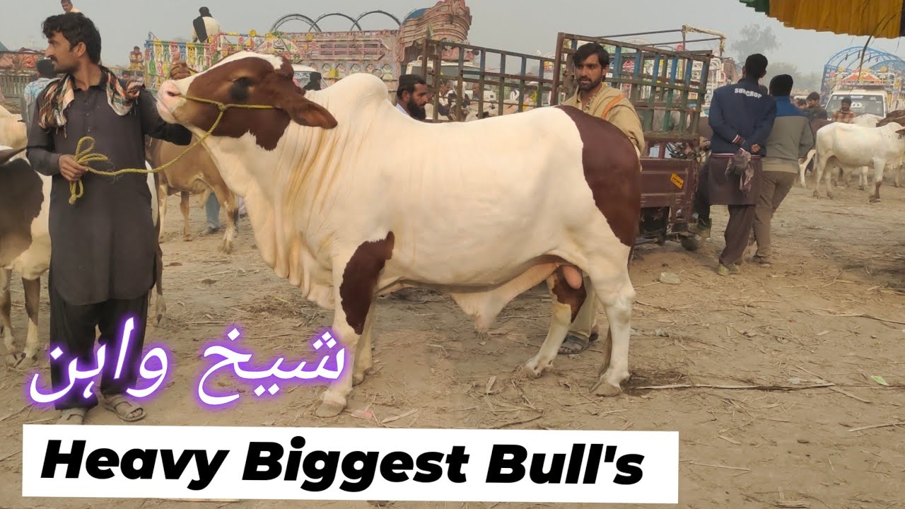 Heavy Biggest Bull's in Sheikhwan Mandi | #MandiBoy | Zeeshan Khan ...