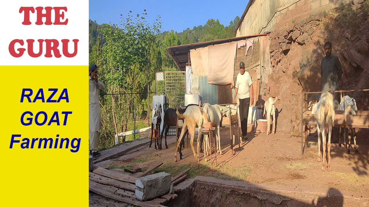 Goat Farming In Angoori Murree - YouTube