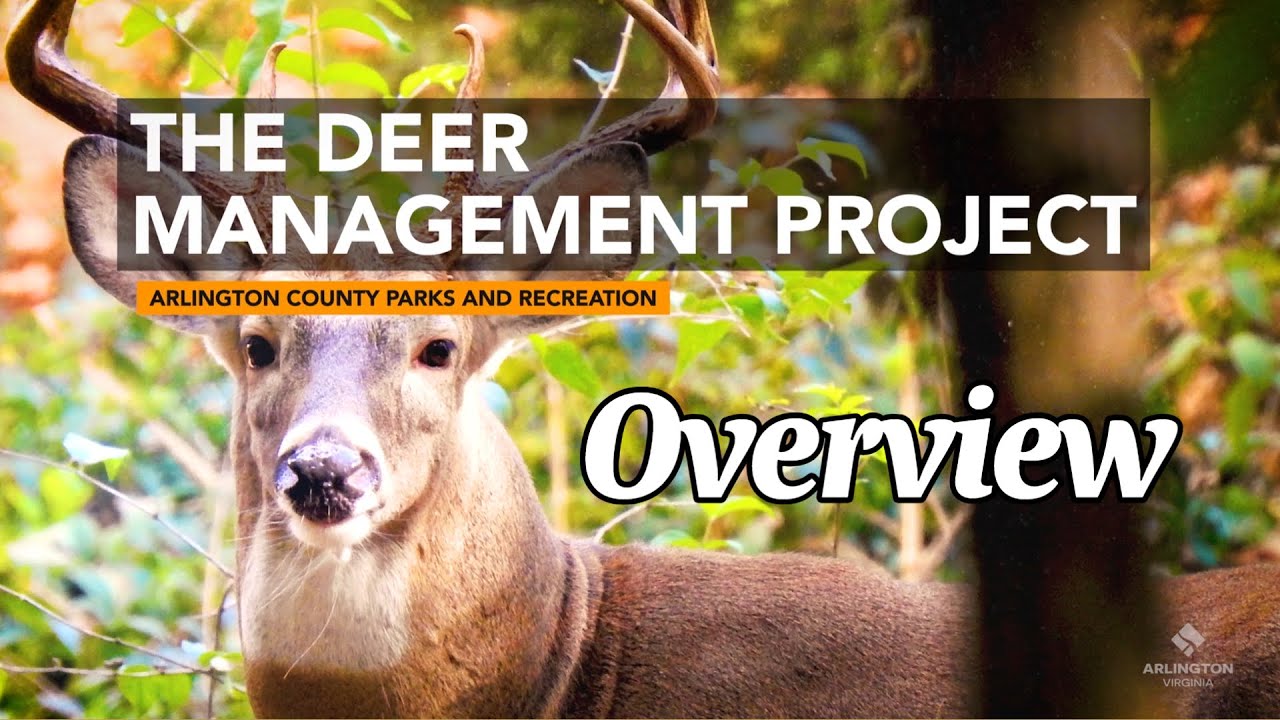 The Deer Management Project | Overview - YouTube