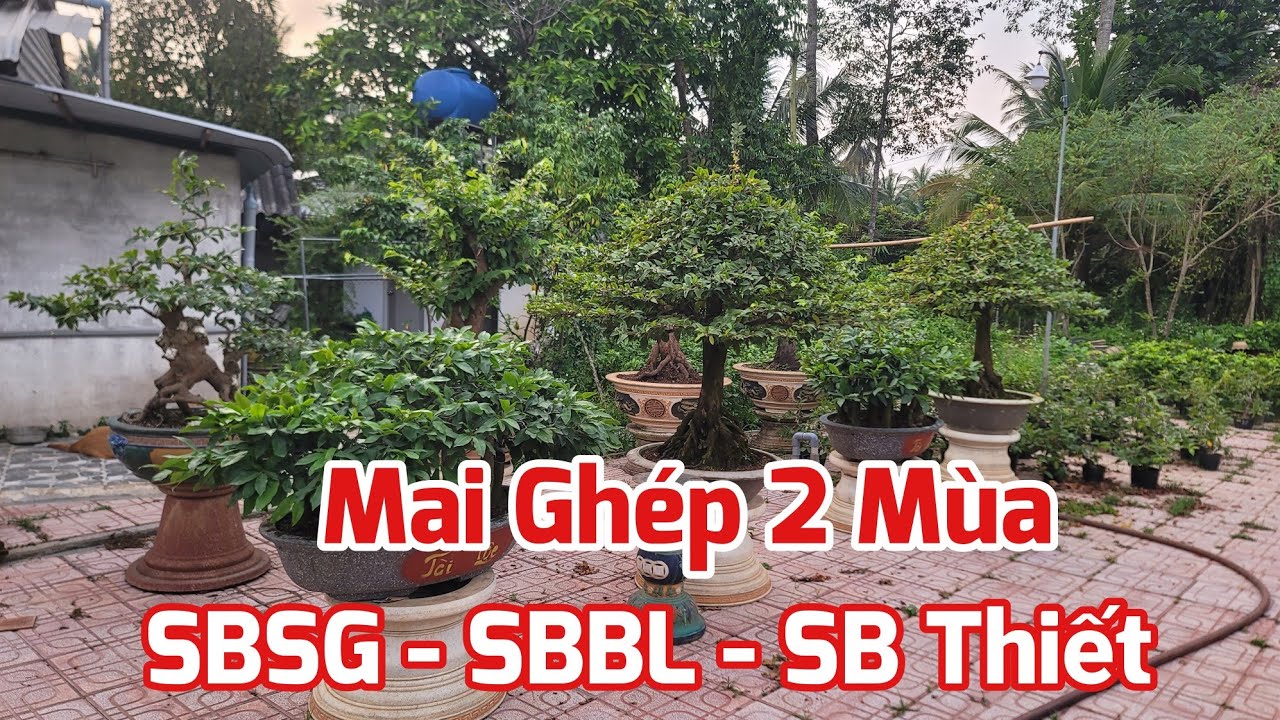 Ngày 31/12 - Xem Các Cây SBSG - SBBL - SB Thiết Ghép 2 Mùa - YouTube