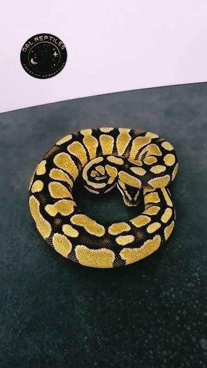 bright ball python hatchling #shorts #youtubeshorts #ballpython # ...