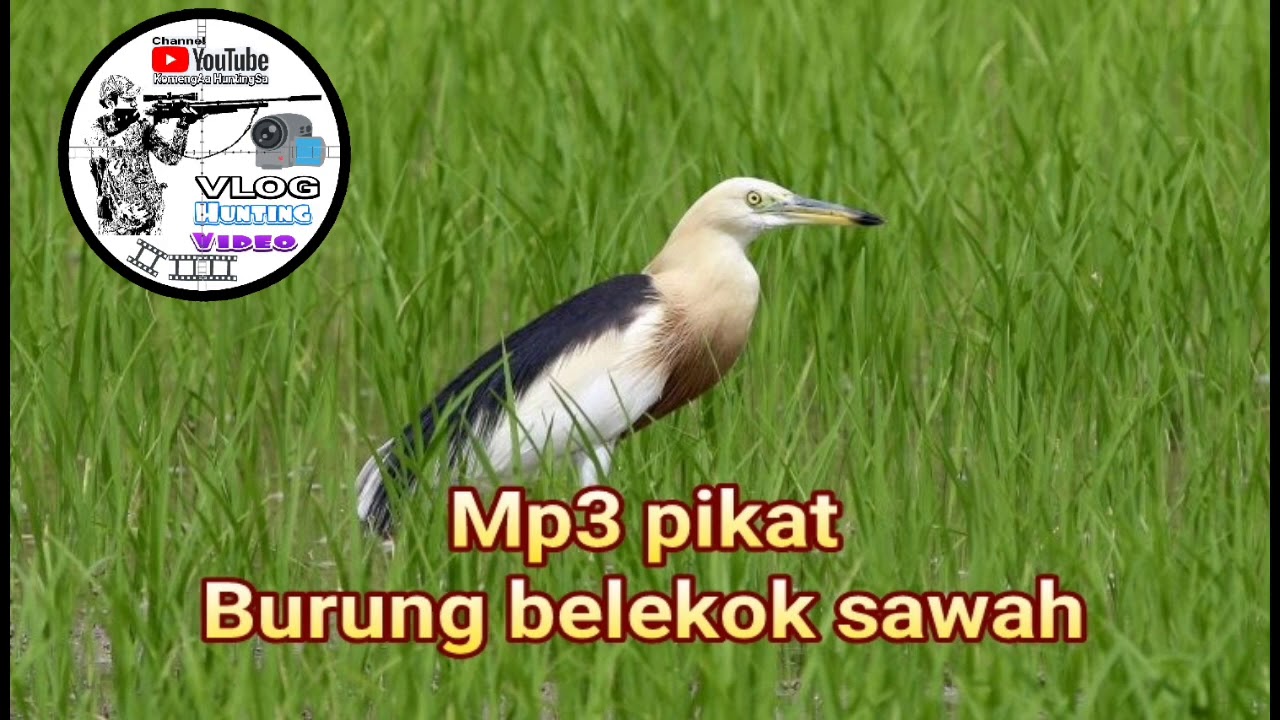 Suara pikat burung belekok sawah mp3 - YouTube