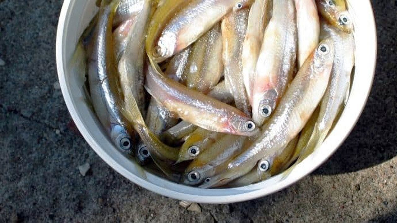 Best Bait Bucket in 2023 | Top 5 Bait Bucket For Livewell & Fishing ...