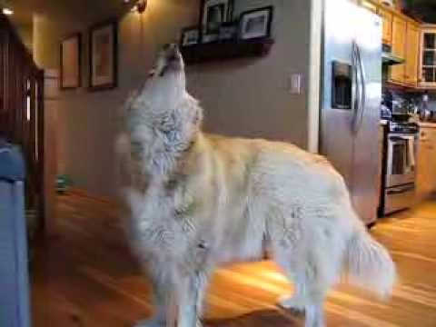 Howling Alaskan Malamute, Cedar - YouTube