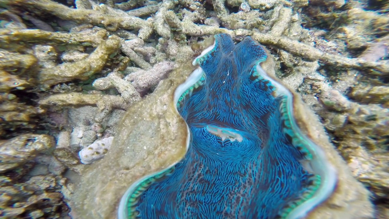 The Great Barrier Reef - (Off Hamilton Island, Australia) - YouTube