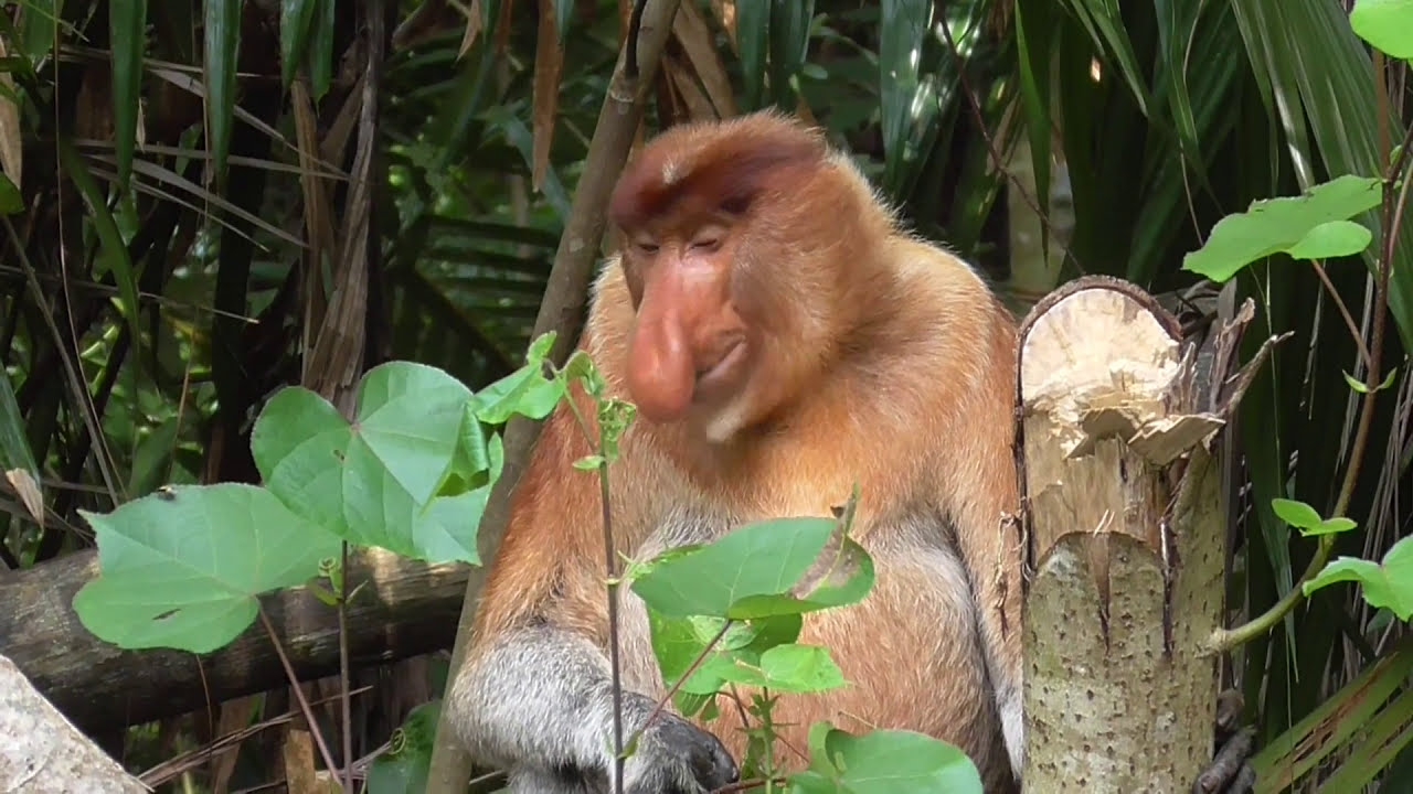 Proboscis monkey - Bako National Park, Sarawak, Malaysia - YouTube
