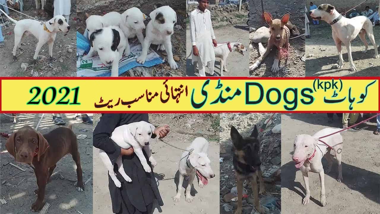 Dogs Mandi in KPK | کتوں کی منڈی کوہاٹ | - YouTube