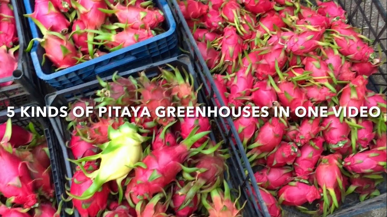 5 Kinds Of Dragon Fruit Garden in Antalya / Turkey (Turkiye) #pitaya ...